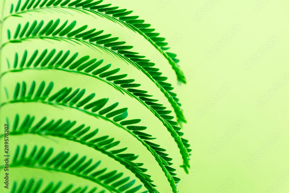 Ramas y hojas de flamboyan,acacia,con espacios en blanco Stock Photo ...