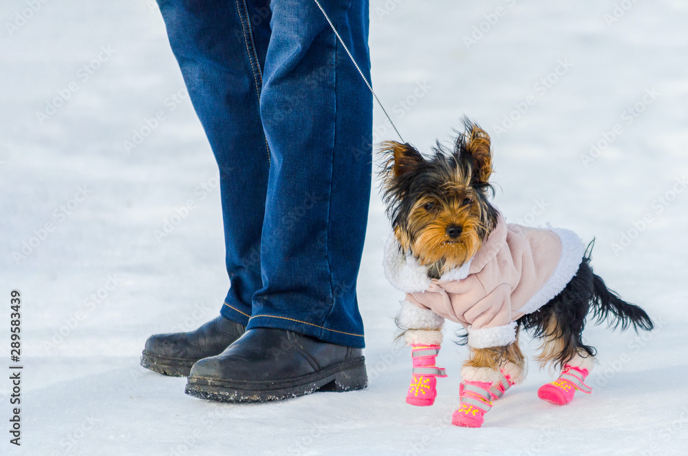 Yorkshire Terrier little dog and its owner, snow winter background ...