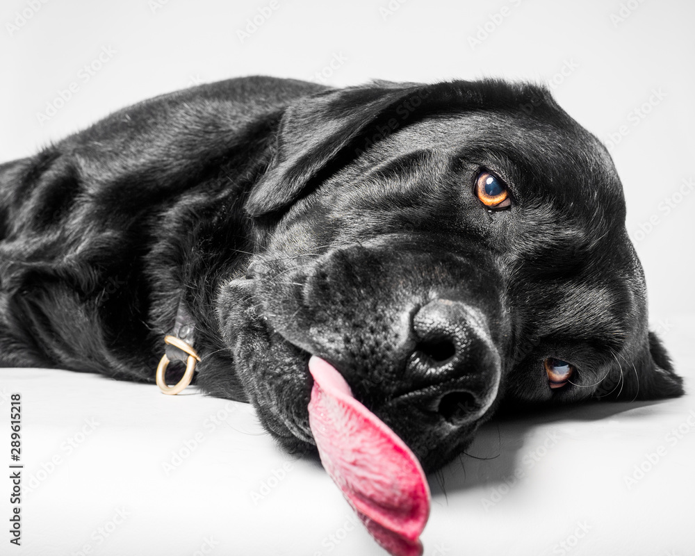 Black Labrador Retriever Laying Down Tired with Tongue Out on White ...