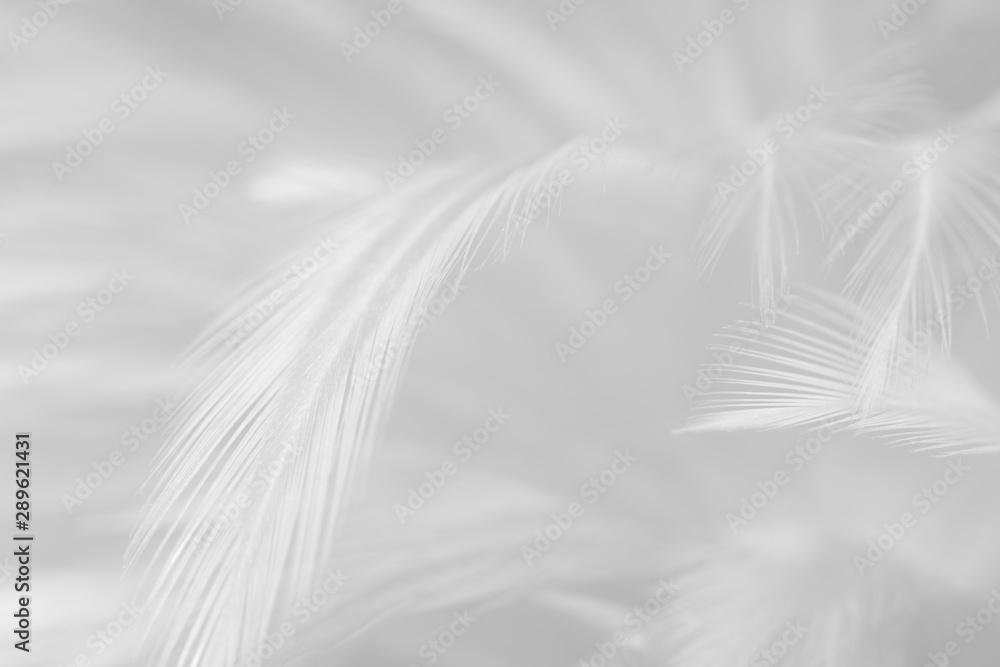Beautiful white feather pattern texture background Stock Photo | Adobe ...