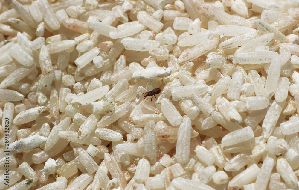 The rice weevil is the insect that destroys the grain.Rice will lose ...