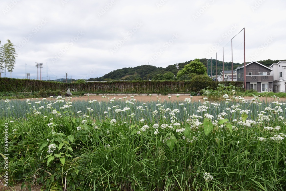 Chinese chive flowers / Chinese chive is a very nutritious green-yellow ...