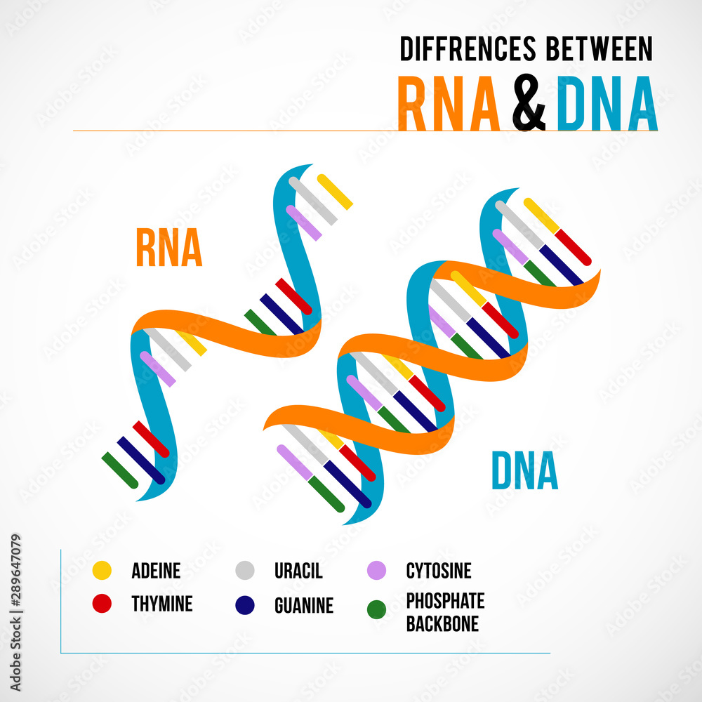 Differences between dna and rna vector scientific icon spiral of DNA ... Differences between dna and rna vector scientific icon spiral of DNA ...