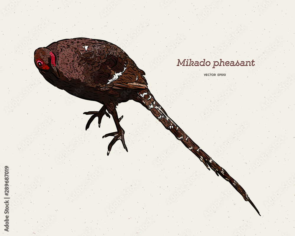 Mikado Pheasant (Syrmaticus mikado), the unofficial national bird of ...