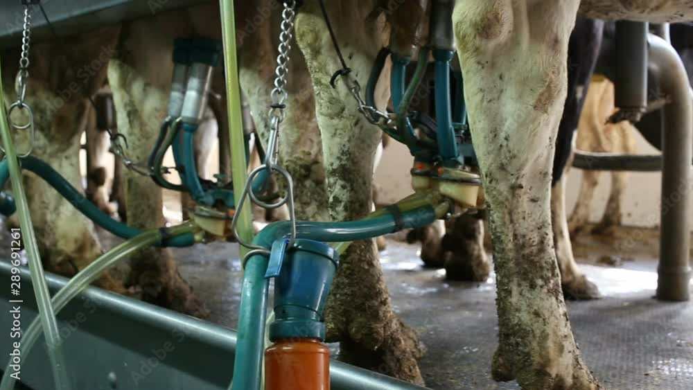 Process of machine milking of cows on farm. Back view of cows with ...