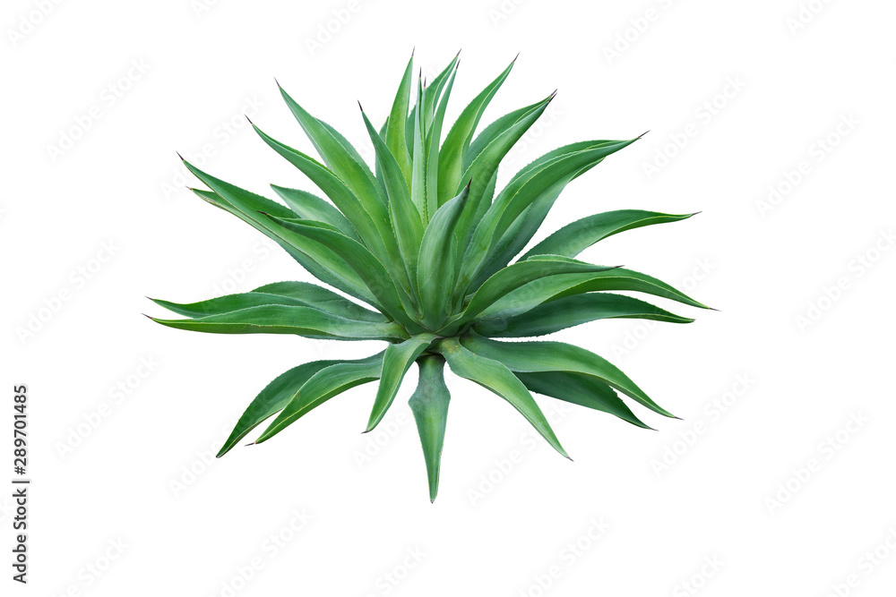 Agave plant isolated on white background. clipping path. Agave plant ...
