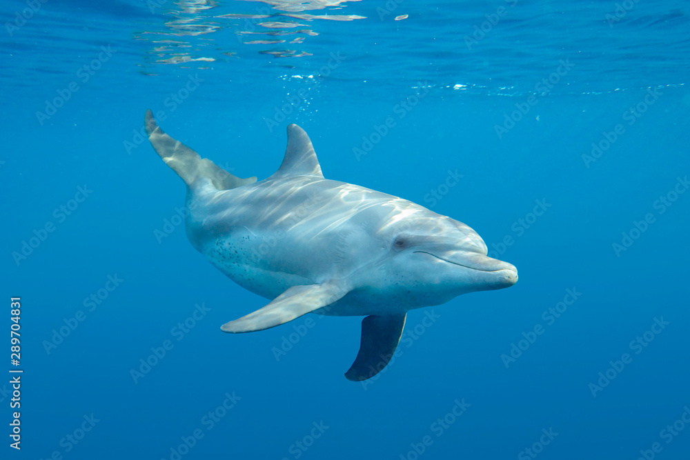 underwater world a dolphin floats in the sea Stock Photo | Adobe Stock