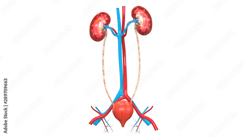 Urinary System Without Labels