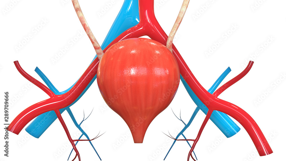 Human Urinary System Bladder Anatomy Stock Illustration | Adobe Stock