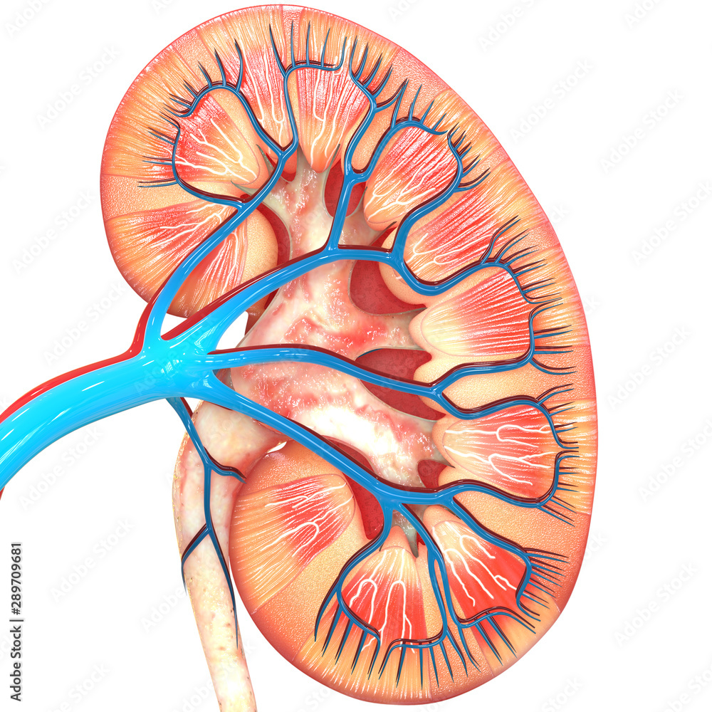 Human Urinary System Kidney Anatomy Stock Illustration | Adobe Stock