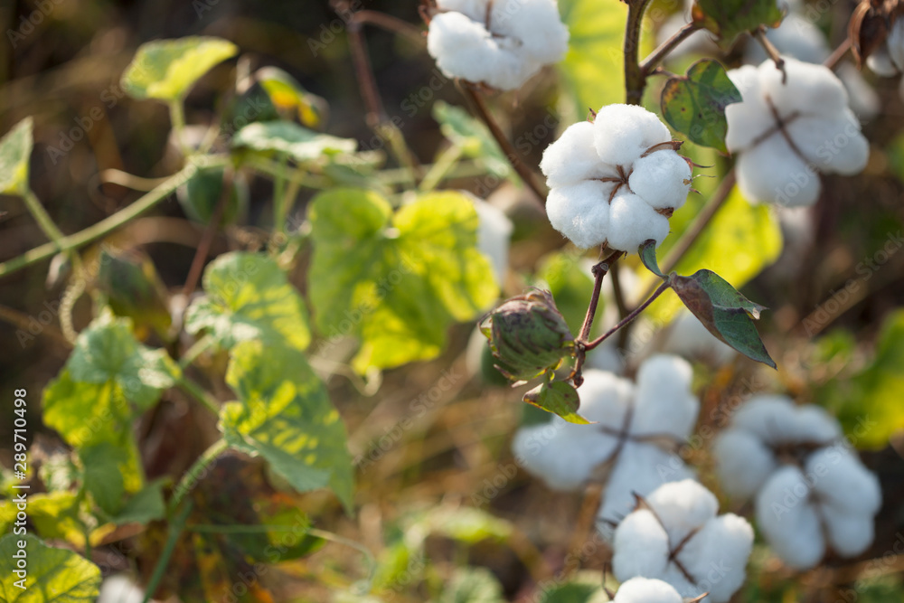 cotton plantation background farming concept Stock Photo | Adobe Stock