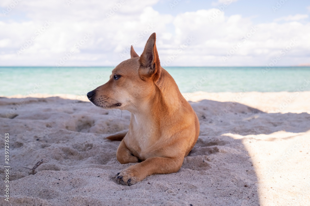 Can I Take My Dog To Baja Mexico