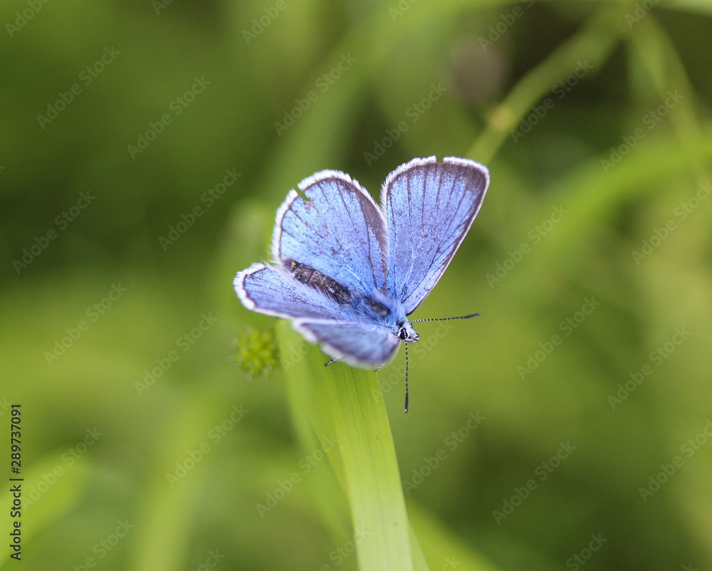 Polyommatus dorylas, the turquoise blue butterfly of the family ...
