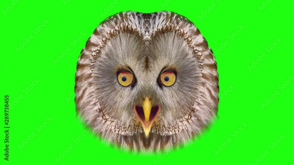 Talking owl on green screen. Animated realistic illustration of a ...