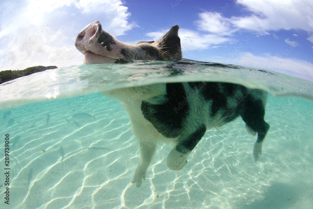 Smiling pig swimming in clear water with fish on Big Majors Cay ...