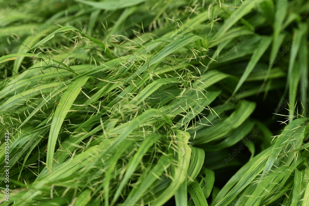 The spikes of Japanese forest grass (Hakonechloa macra) Stock Photo ...