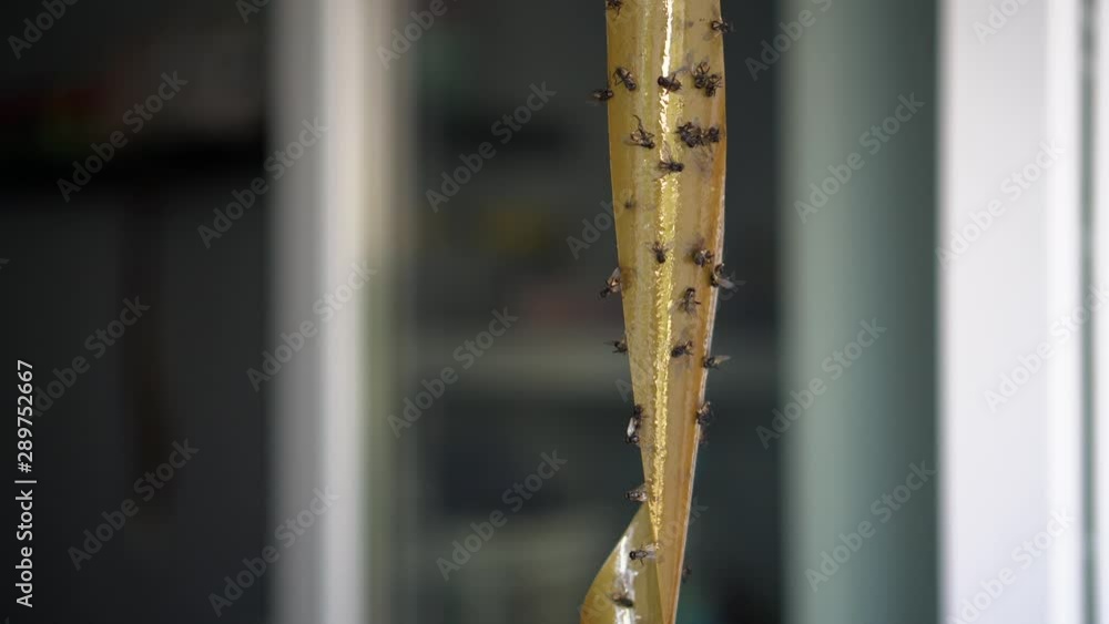 Dead Flies On Sticky Tape. Flypaper, sticky tape. Trap for flies ...