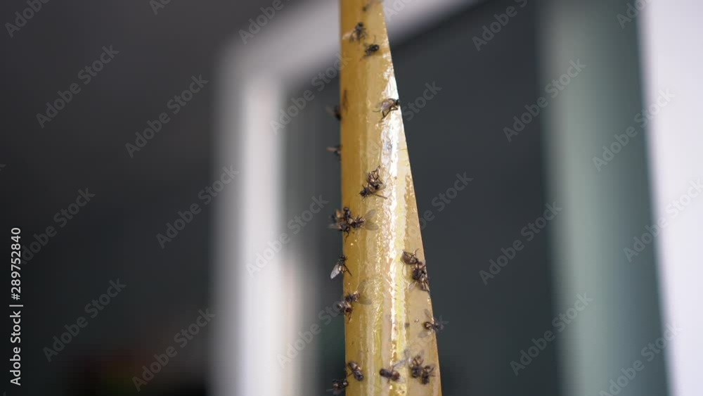 Dead Flies On Sticky Tape. Flypaper, sticky tape. Trap for flies ...