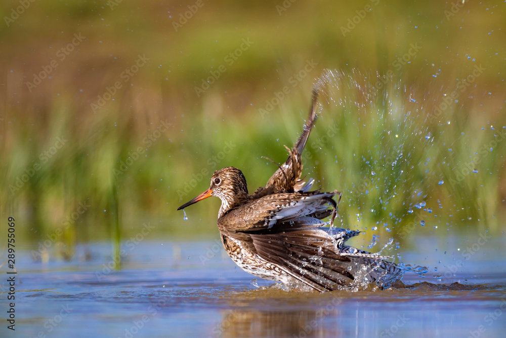 Nature and bird. Common water bird Spotted Redshank. Tringa erythropus ...