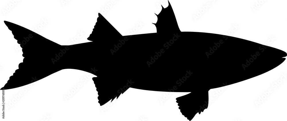 Mullet Fish Silhouette Vector Stock Vector | Adobe Stock