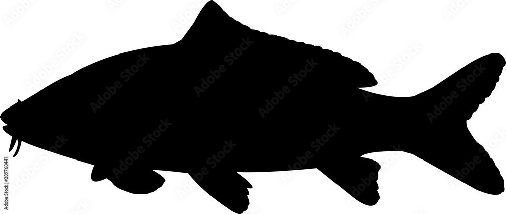Poster Common Carp Fish Silhouette Vector – Wall Art | UkPosters