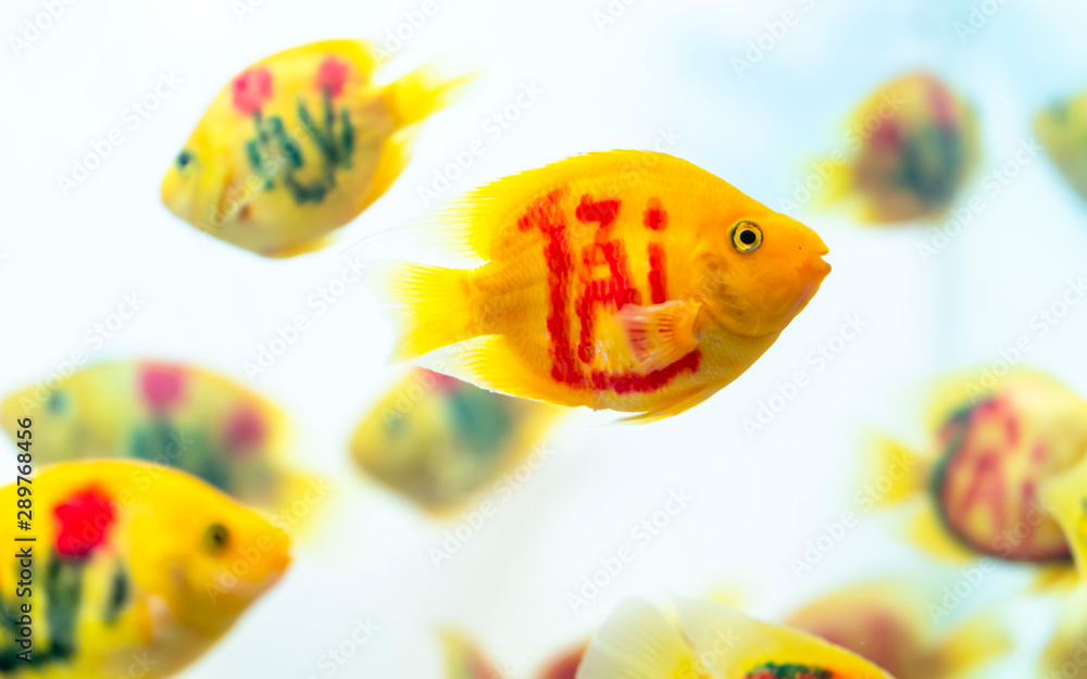 Colorful blood parrot cichlid fish in the aquarium. This is a species ...