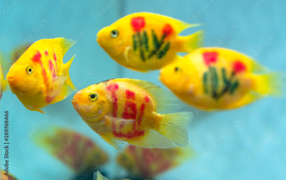Colorful blood parrot cichlid fish in the aquarium. This is a species ...