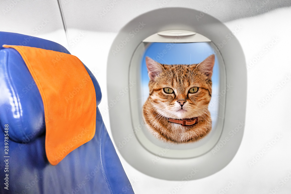 portrait of cat pet animal face in airplane window side view of plane ...