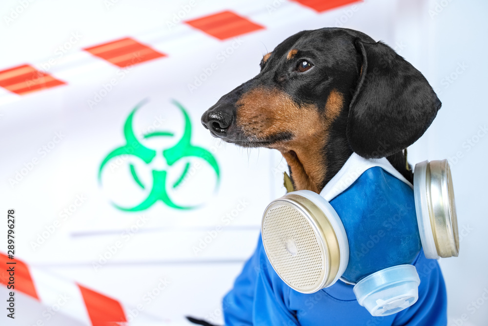 Black and tan cute dachshund dog in a hazardous materials suit with ...