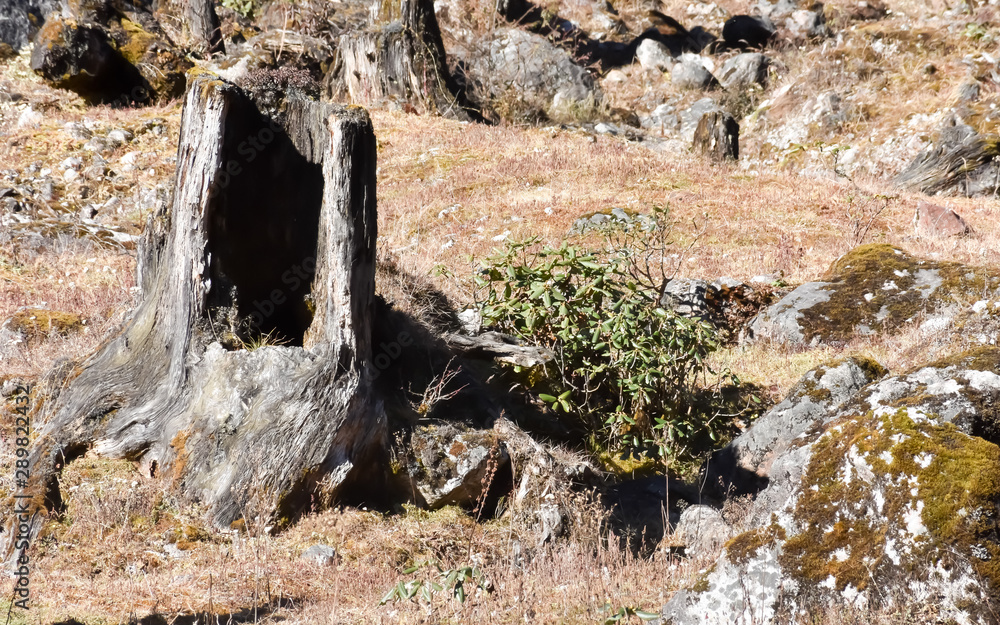 Burning Tree stumps of a fire burned forest with trees cut down after a ...