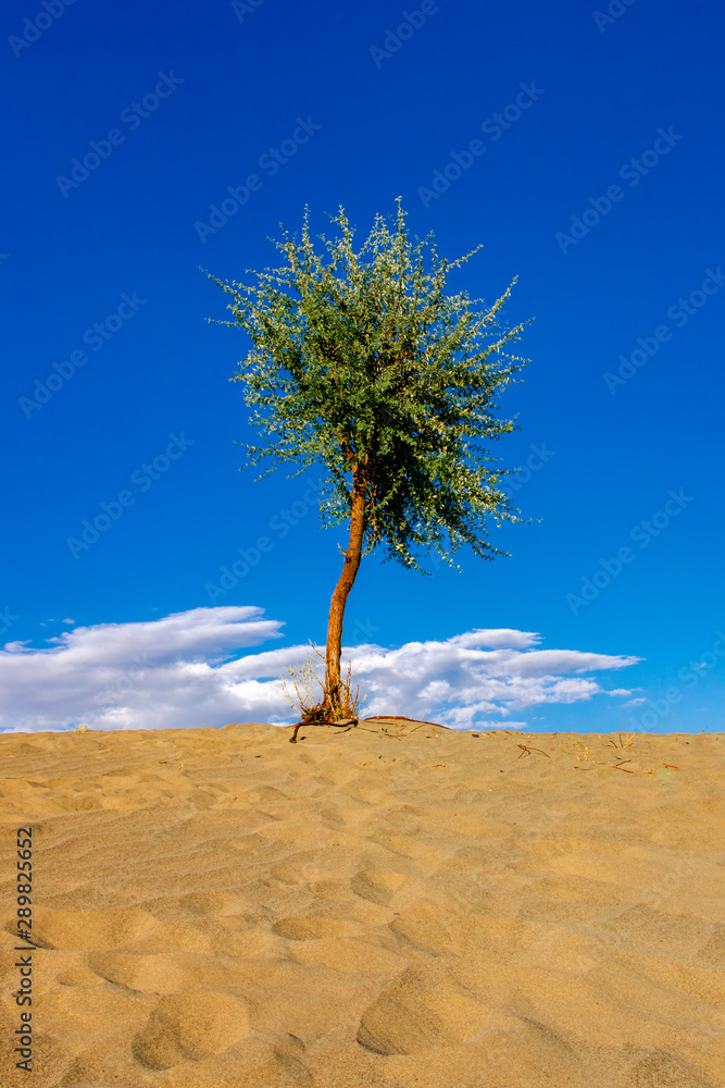 Lone Tree in Desert. Hope of life in vastness of wilderness on Katpanah ...
