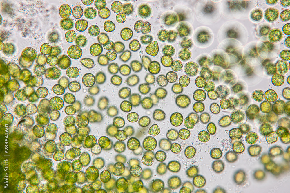 Education of chlorella under the microscope in Lab. Stock Photo | Adobe ...