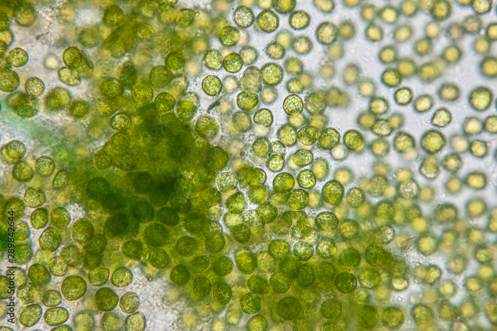 Education of chlorella under the microscope in Lab. Stock Photo | Adobe ...