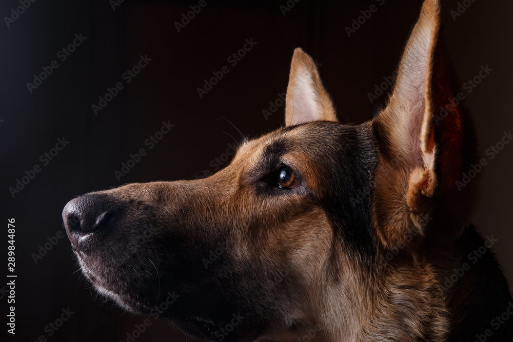 Black German Shepherd Profile