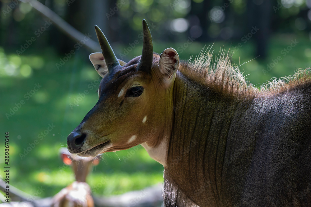 Nilgai - Blue Bull (Boselaphus tragocamelus), Asian antelope,Antelope ...