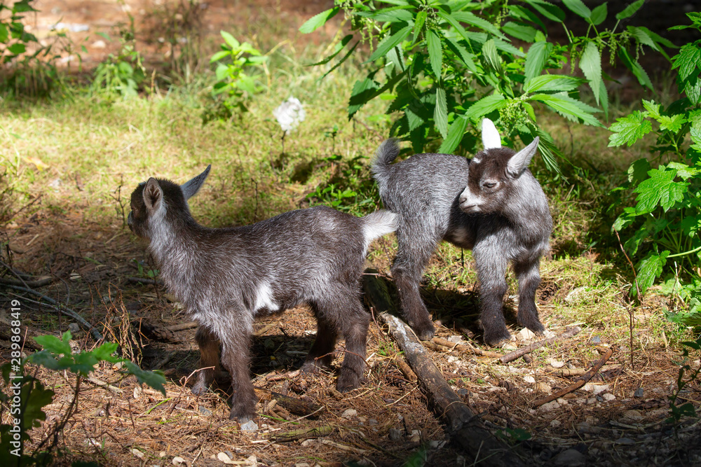 The pygmy goat kids in wildlife park. African pygmy goat is domestic ...