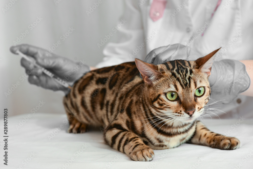 The vet is doing an intramuscular injection of a Bengal cat Stock Photo ...