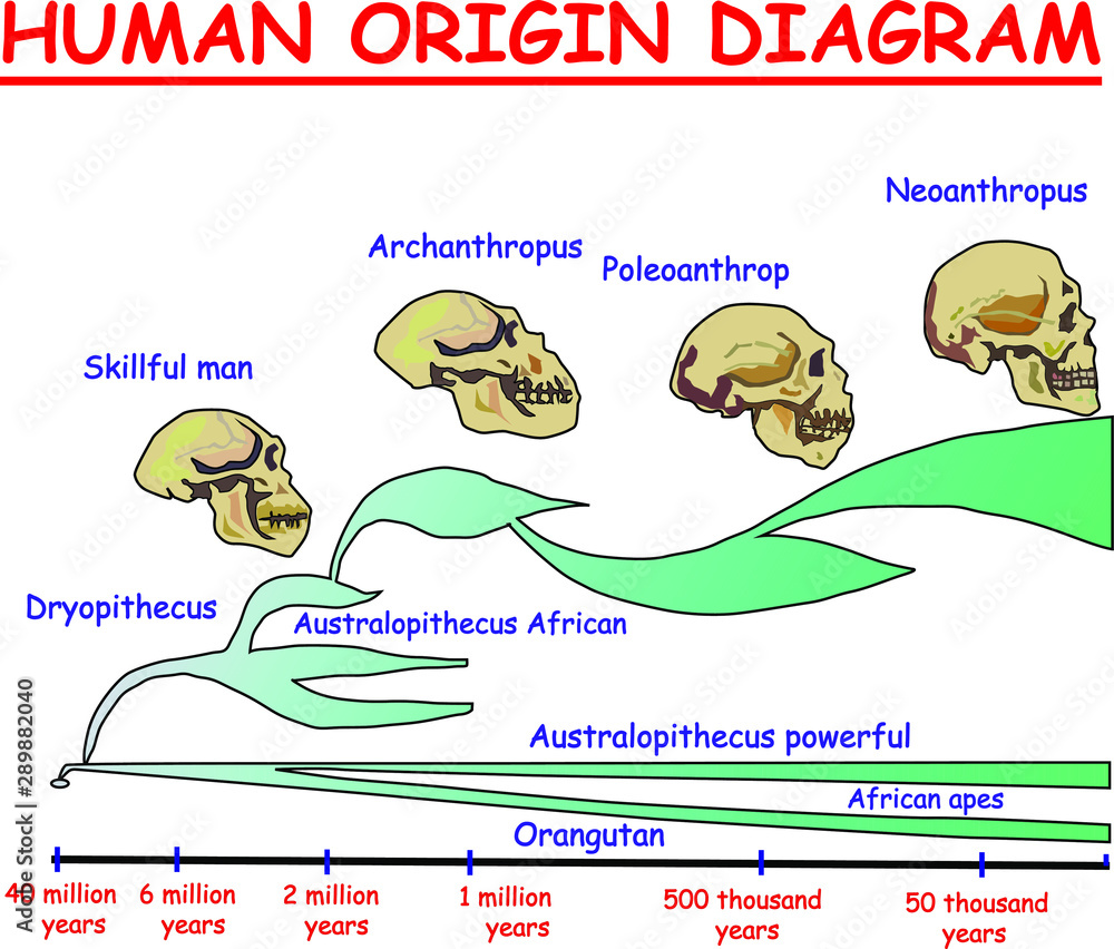 Evolution Of The Skull Human Origin Diagram Neoanthropus Poleoanthrop Orangutan African