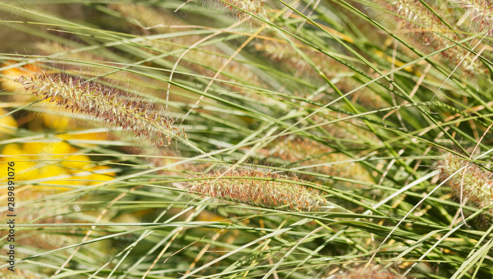Plakat Pennisetum alopecuroides - Chinese fountaingrass or Chinese ...