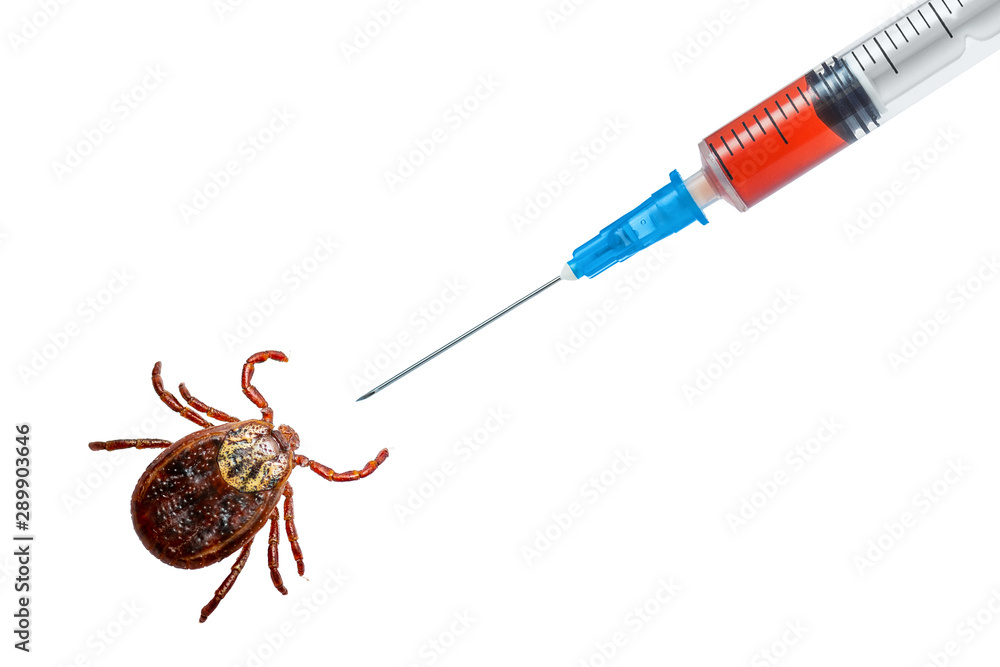 Encephalitis Tick Insect and Vaccination Syringe Isolated on White ...