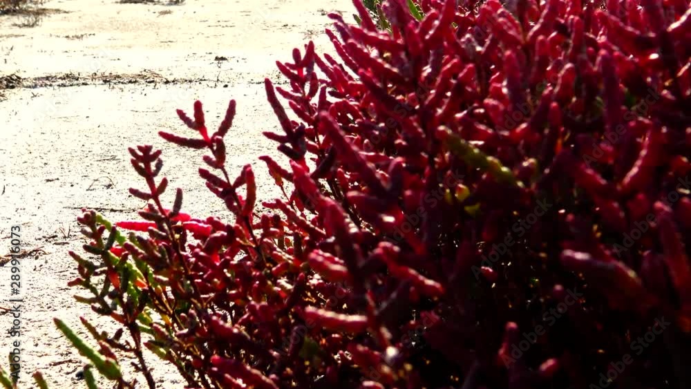 Salicornia europaea, known as common glasswort or just glasswort, is a ...