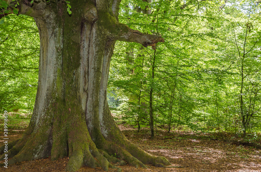 Very old beech in spring in a German nature reserve, called Sababurg ...