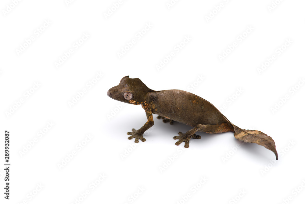 The satanic leaf-tailed gecko isolated on white background Stock Photo ...