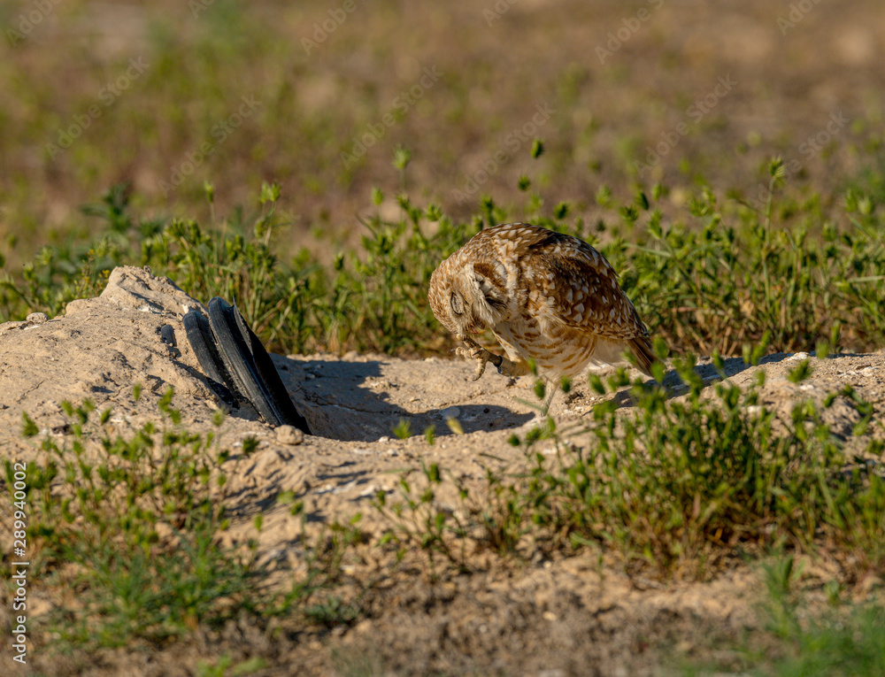 A fledgling Burrowing Owl emerges from it's artificial burrow and ...
