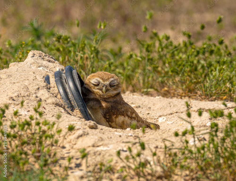 A fledgling Burrowing Owl emerges from it's artificial burrow and ...