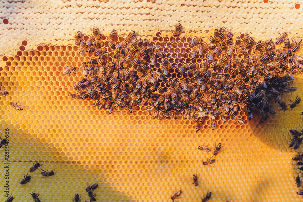 Frames of a bee hive. Beekeeper harvesting honey. The bee smoker is ...