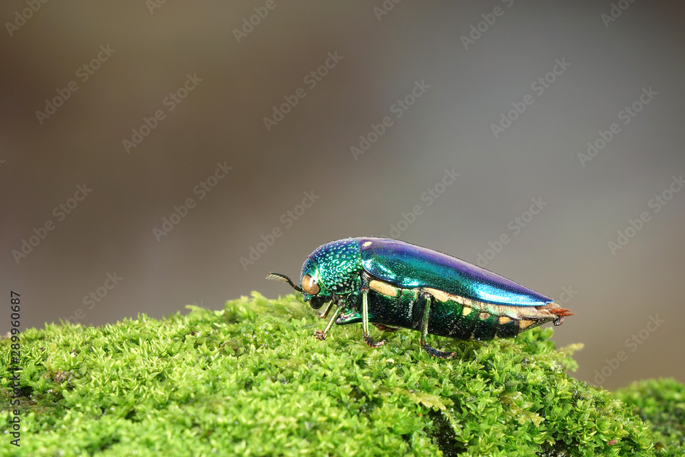 Jewel beetles or metallic wood-boring beetles : One of the World's most ...
