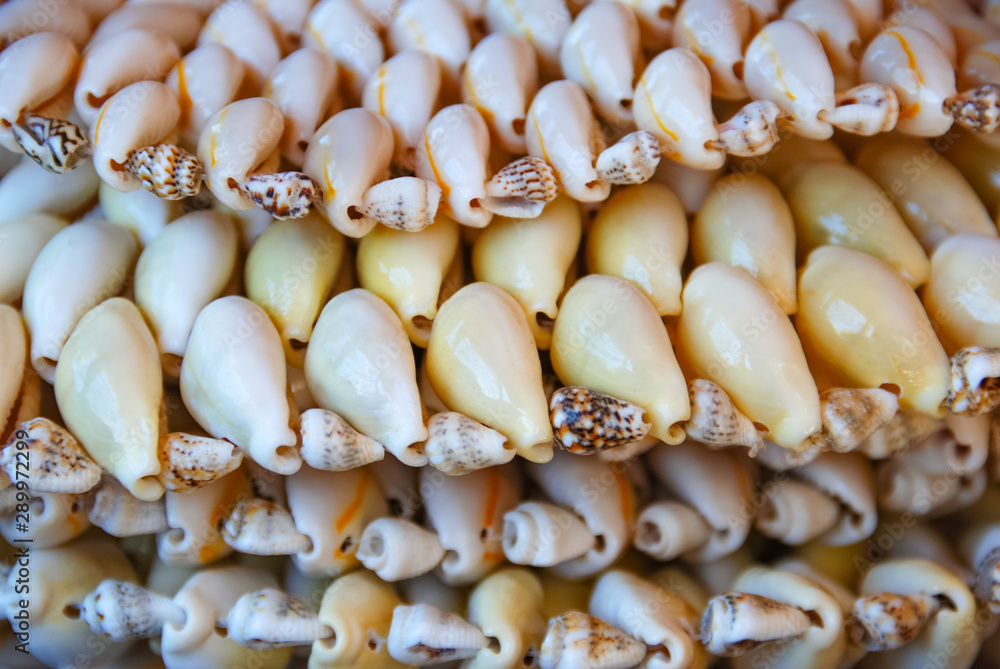 White cowrie shells. As background or texture. Stock Photo | Adobe Stock