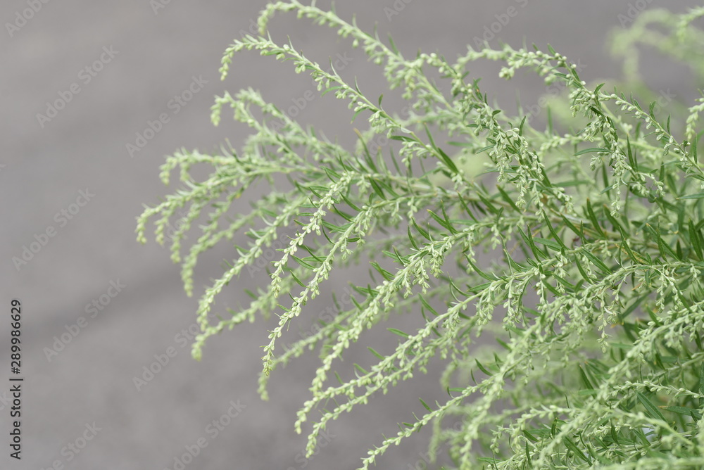 Japanese mugwort flowers / In Japan, the rice cake with the leaves of ...