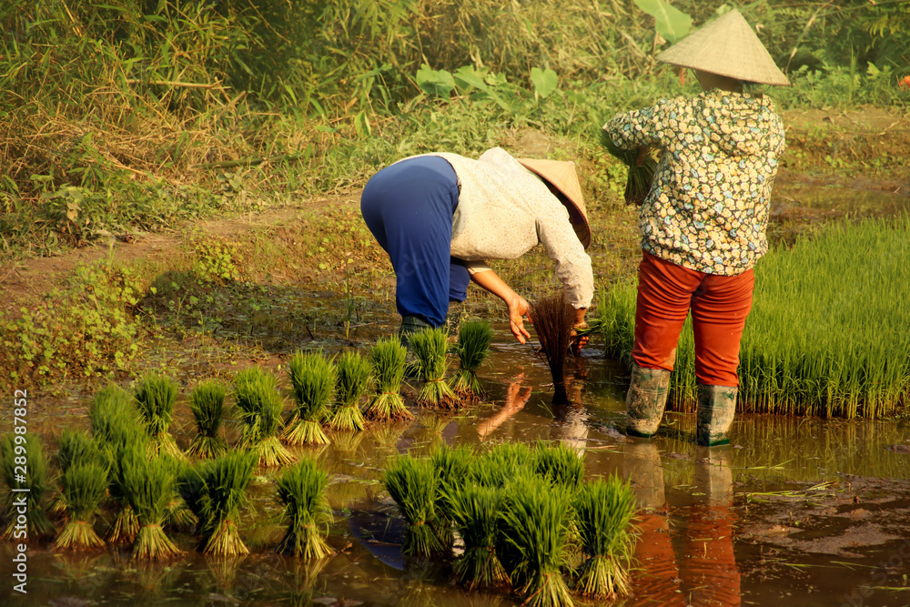 Rice farmers planting rice by hand during the rainy season in Ha giang ...